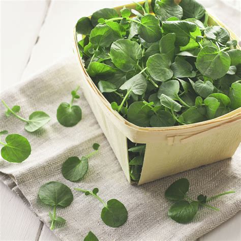 Berro Florette Food Service