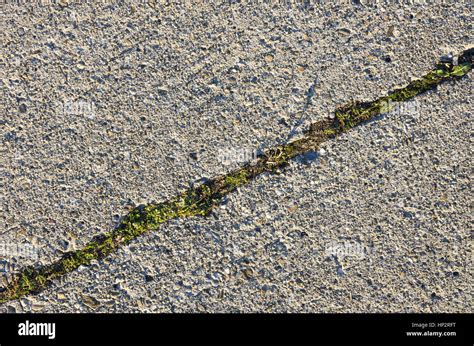 A Seam Of Grass Makes The Border Between Two Concrete Plates Stock