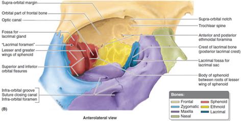 Temporal Infratemporal Fossa Pterygopalatine Fossa Flashcards Quizlet
