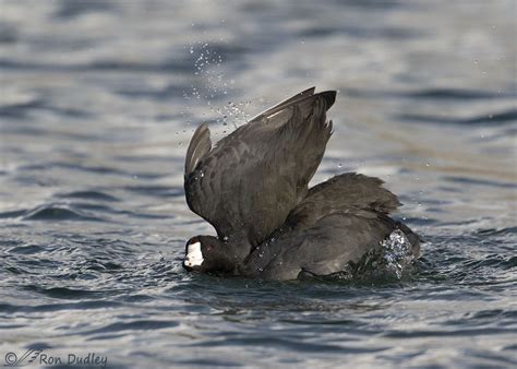 Bathing American Coot Feathered Photography