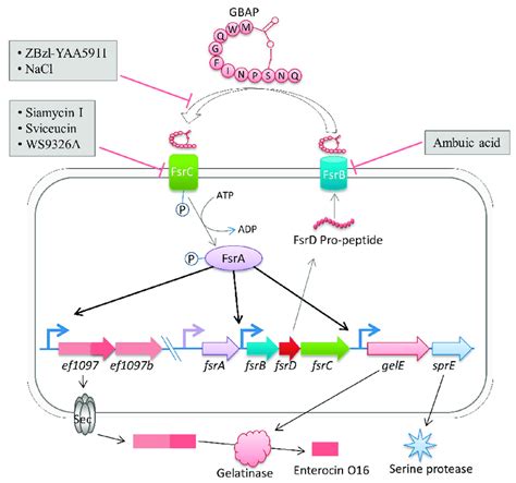 the fsr quorum sensing system and its regulation in e faecalis the