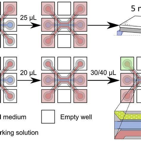 Schematic Overview Of Steps To Run The Barrier Integrity Assay On Download Scientific Diagram