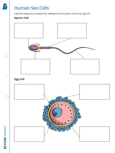 Human Sex Cells Worksheet Pdf