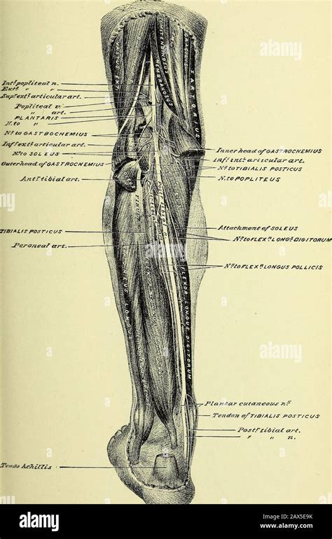 Practical Human Anatomy Electronic Resource A Working Guide For