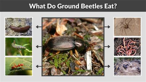 What Do Ground Beetles Eat Diet Predators And Role In Nature