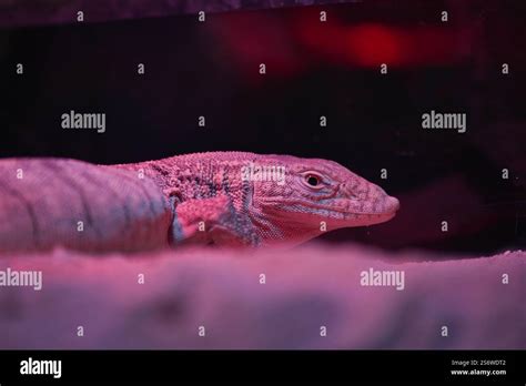 A Detailed Closeup Of A Lizard Captured Under Exotic And Unique