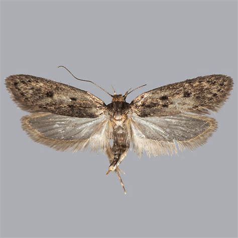 Hofmannophila Pseudospretella Hofmannophila Pseudospretella Bugguidenet