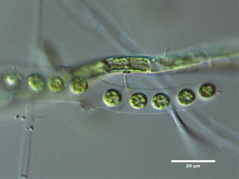 Freshwater Algae Key