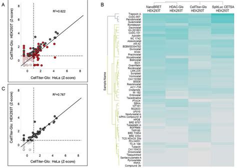Phenotypic Cell Viability Outcomes Do Not Correlate With Hdac1
