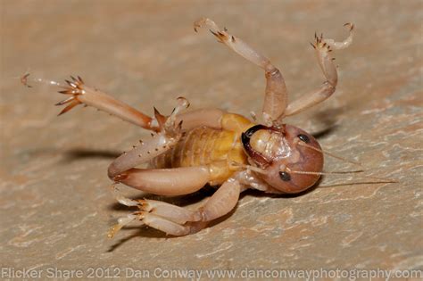 Jerusalemcricket 7 Flickr Photo Sharing