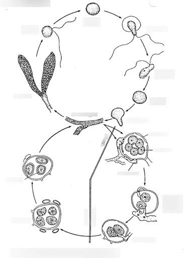 Oomycota Wikipedia Phytophthora Wikipedia Wolna Encyklopedia