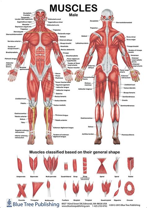 Male And Female Anatomy Diagrams