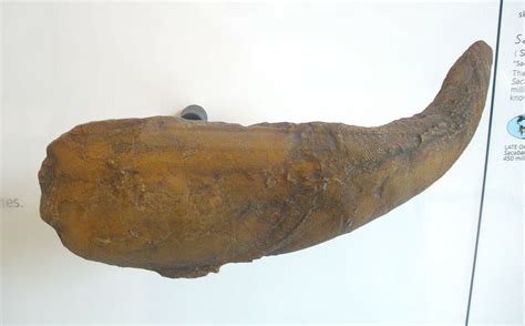 Sacabambaspis Wikipedia
