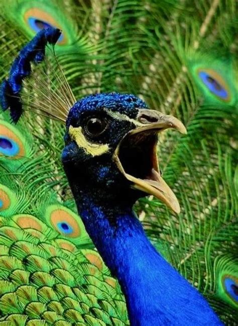 An Indian Peacock Calling 🦚 Rpeacocks