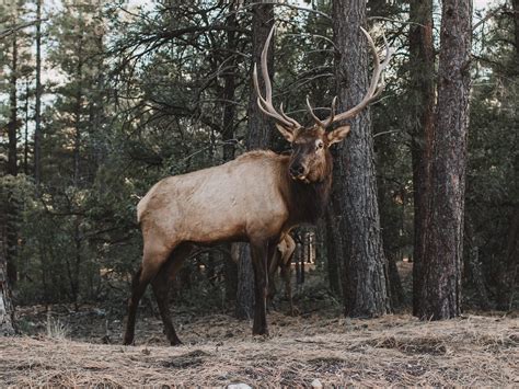 Elk Vs Moose Comparison Habitat Size Meat Main Differences Hunter Guide