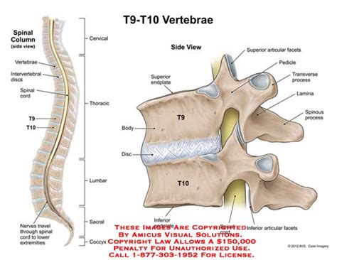 1218001a T9 T10 Vertebrae Anatomy Exhibits