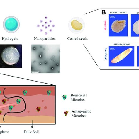 A Potential Targets Of Controlled Release Systems Crss In