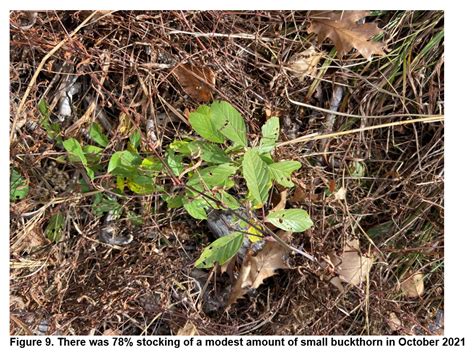 Development Of An Operationally Feasible Buckthorn Control Method On A