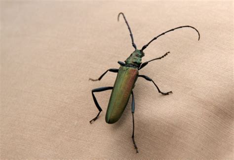 Do Beetles Bite Get The Facts Terminix