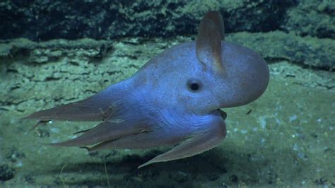 5 Awesome Dumbo Octopus Facts The Cutest Octopus Ever Octonation