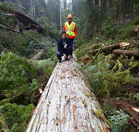 First Nations Artist From Victoria Carves His Mark In Germany Vacay Ca