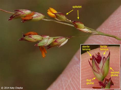 Panicum Virgatum Flower