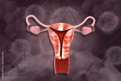 Female Uterus System Anatomy On Scientific Background 3d Illustration