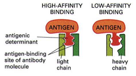 Somatic Hypermutation Class Switching And Antibody Functions