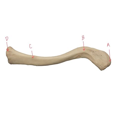 Exam 2 Lab Appendicular Skeleton Flashcards Quizlet