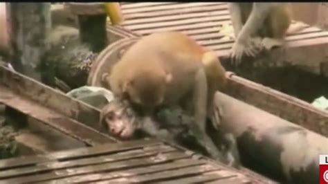 Heres What Monkey Cpr Looks Like Cnn