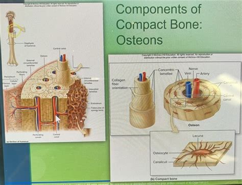 skeletal chapter 7 pt 2 flashcards quizlet