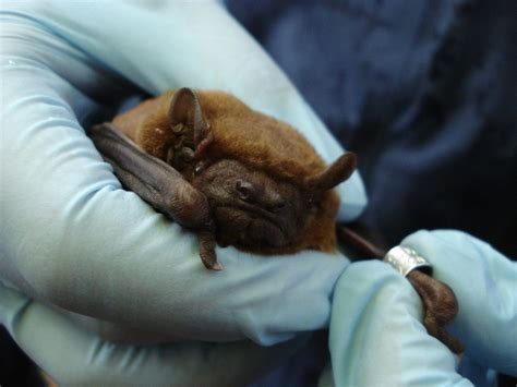 Noctule Bat Bats Research And Training
