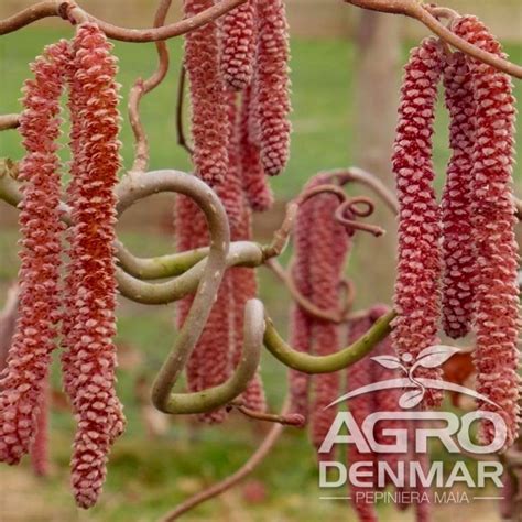Alun Rosu Cret Red Majestic Agrodenmarro