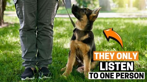 Do German Shepherds Really Only Listen To One Person Truth Revealed