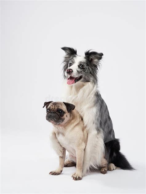Pug Sentado Entre Las Piernas De Border Collies Foto De Archivo Imagen De Detallado Elegante