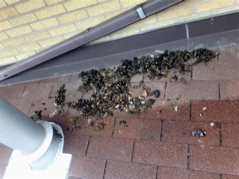Raccoon Poop Removal Raccoon Feces Cleanup