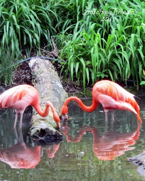 Stitching Dreams Cute Cuter Cutest