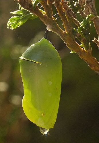 Monarch Chrysalis Monarch Pollination Plant Leaves Green