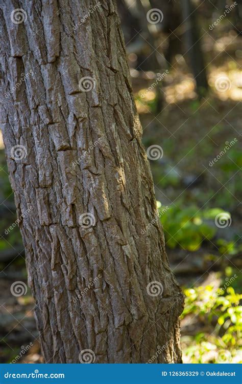 Sassafras Tree Bark Stock Image Image Of Beverage Deciduous 126365329