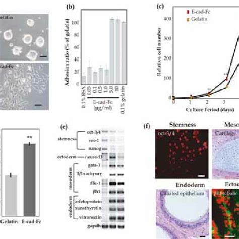 Components Of Stem Cell Microenvironment That Determine Cell Fate Stem