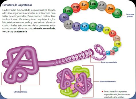 Informacióndelasproteinas Las Proteínas Estructura Funciones Y