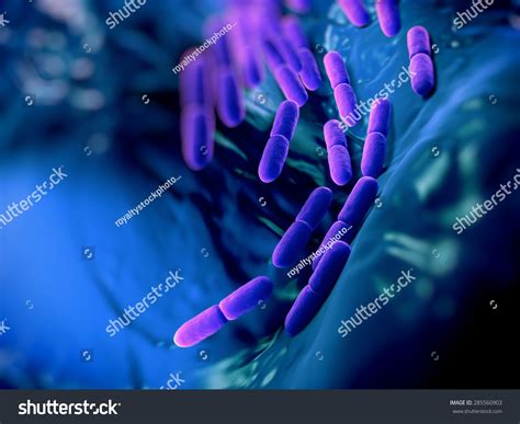 19 Lactobacillus Delbrueckii Subsp Bulgaricus Royalty Free Images