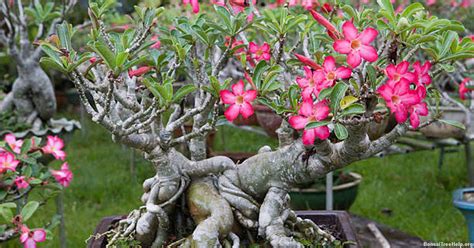 How Can I Kill Aphids And Ants In My Bonsai Trees Bonsai Tree Help