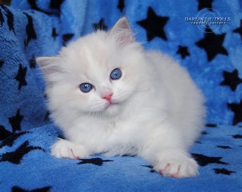 Darlinlildolls Ragdoll Kitten Breeder Ontario