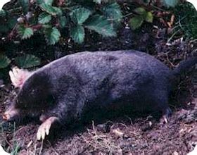 Florida Mole Removal And Pest Control Orlando Fl