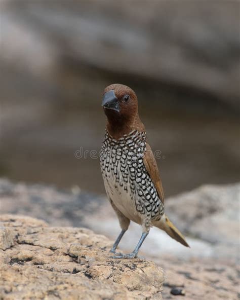 Scaly Breasted Munia Or Spotted Munia Observed Hampi Karnataka India