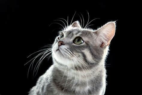 How Many Whiskers Does A Cat Have And Why