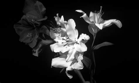 Black And White Flowers Wallpapers Wallpaper Cave
