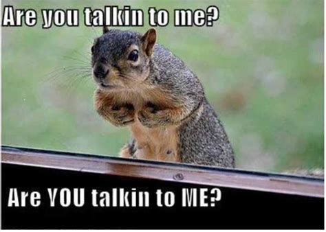 ️ 40 Funniest Squirrel Meme Meme Central