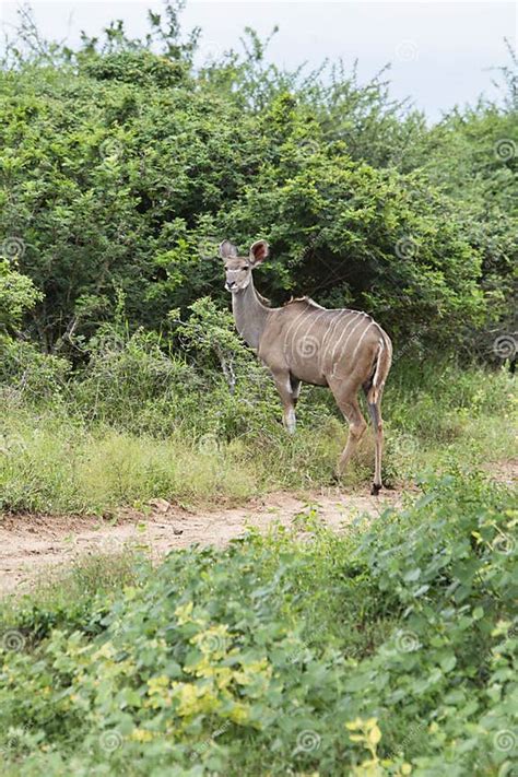 A Koedeo Animal In South Africa Stock Image Image Of Adventure